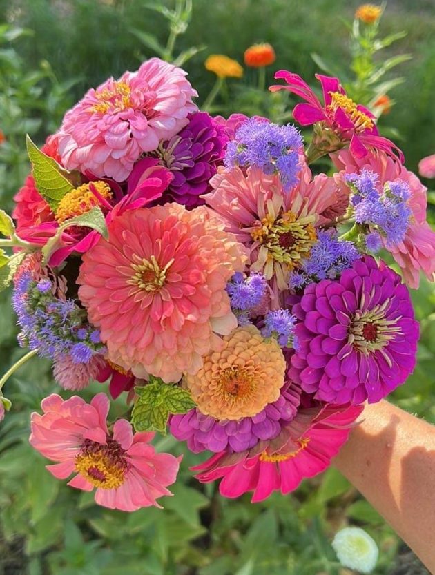 FRESHLY CUT STEMS – Farm fresh cut flowers