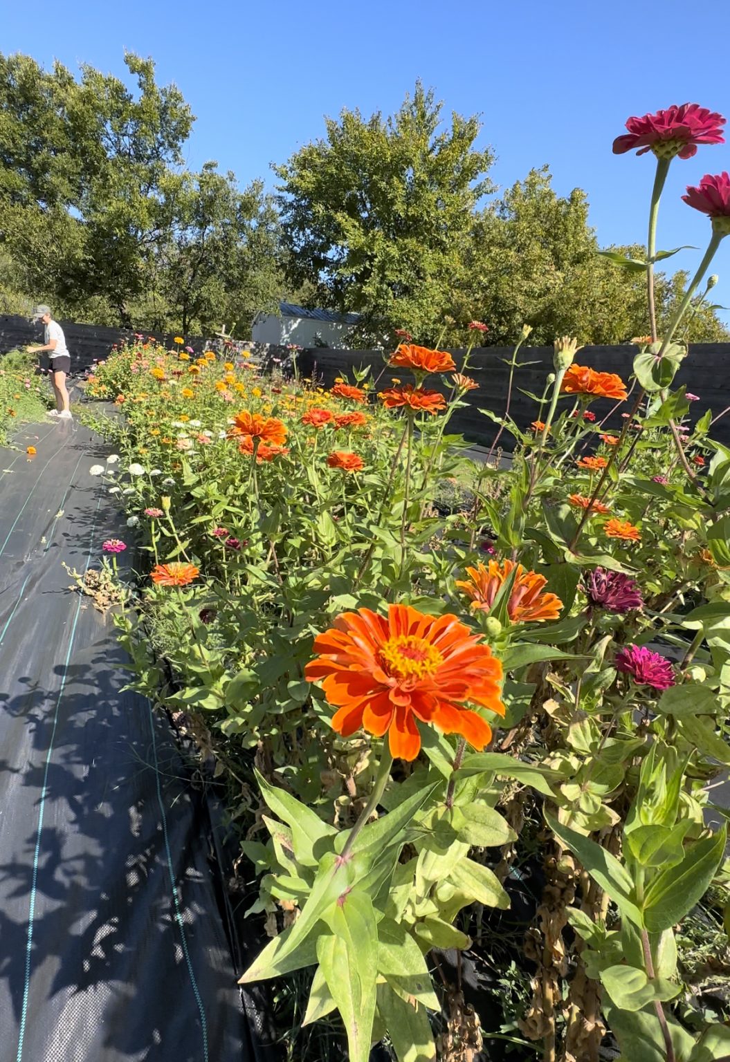 FRESHLY CUT STEMS – Farm fresh cut flowers