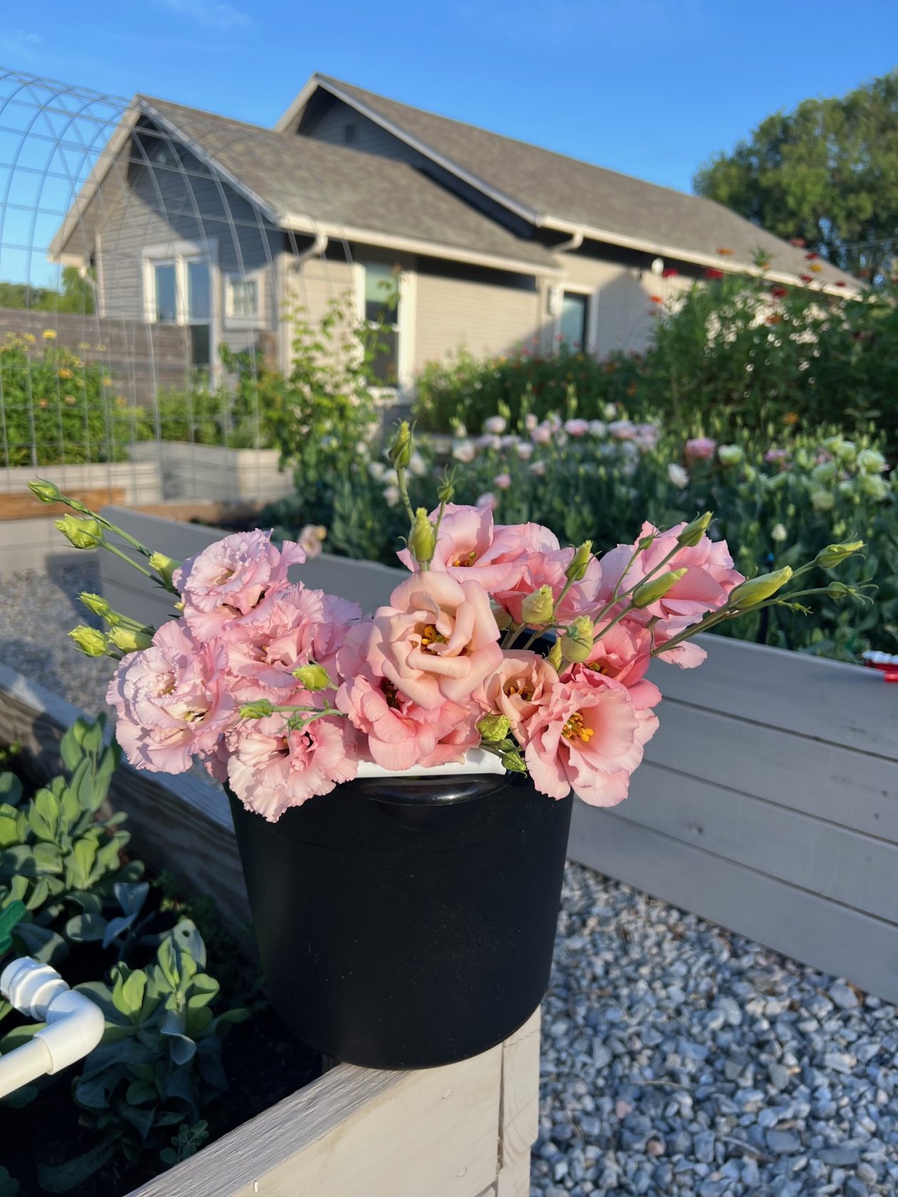 FRESHLY CUT STEMS – Farm fresh cut flowers