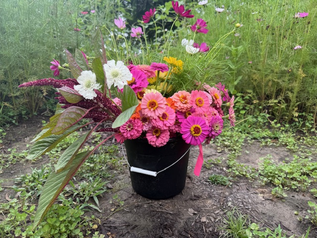 SHOP - FRESHLY CUT STEMS